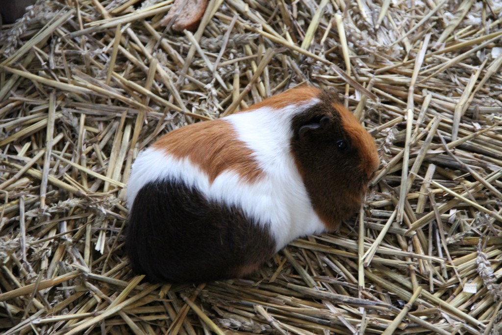 Cavia - Kinderboerderij Hoek van HollandKinderboerderij Hoek van Holland