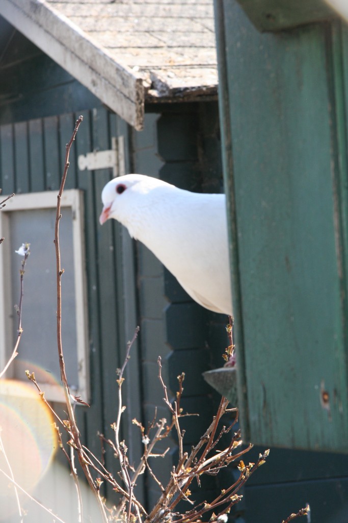 Duif - Kinderboerderij Hoek van HollandKinderboerderij Hoek van Holland